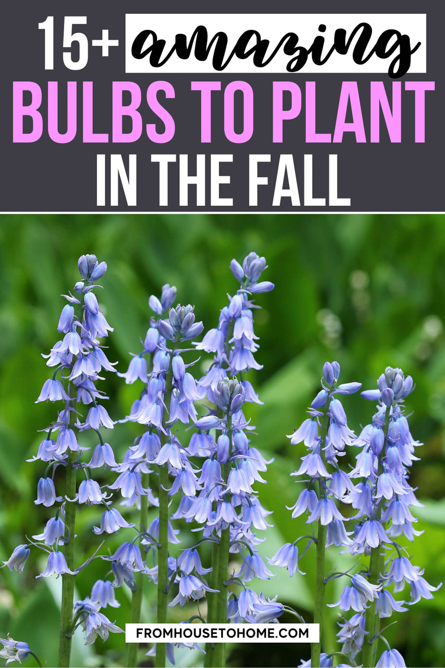 Best Bulbs To Plant In The Fall (That Are Not Tulips)